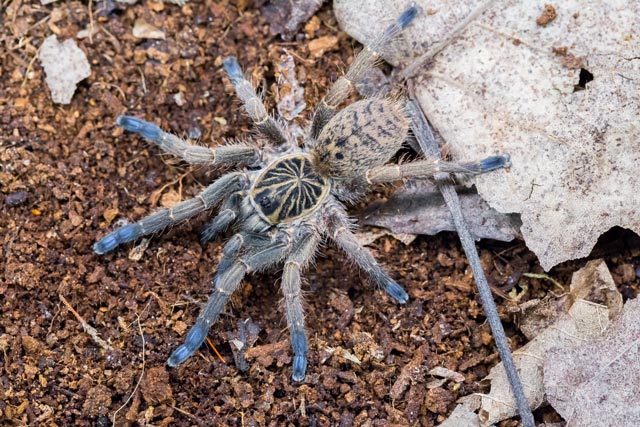 Tarantulas! : r/spiders