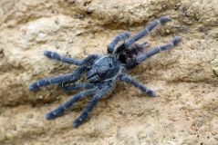 Tarantula Canada
