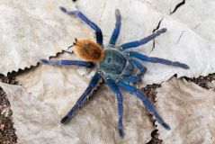 Tarantula Canada