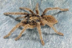 Tarantula Canada