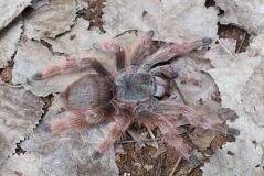 Tarantula Canada